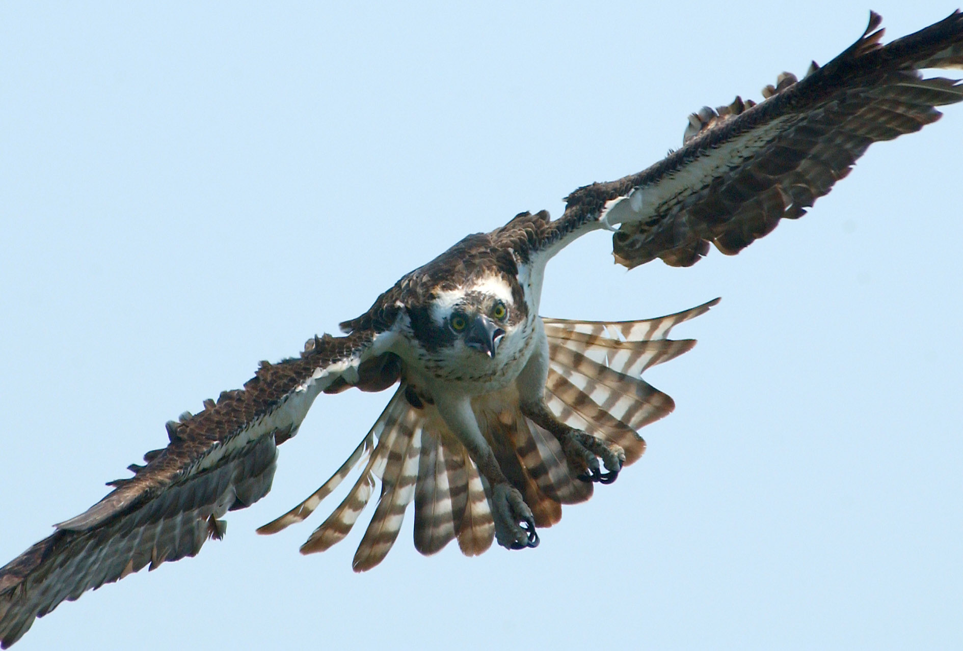 Pax crew helps keep tabs on osprey population | NAVAIR